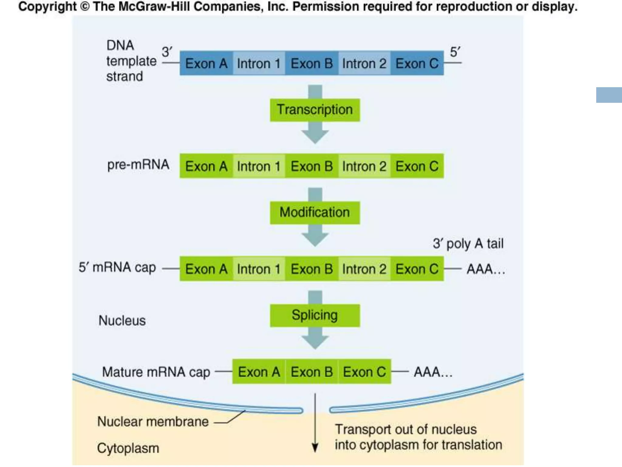 Transcription of DNA | PPTX