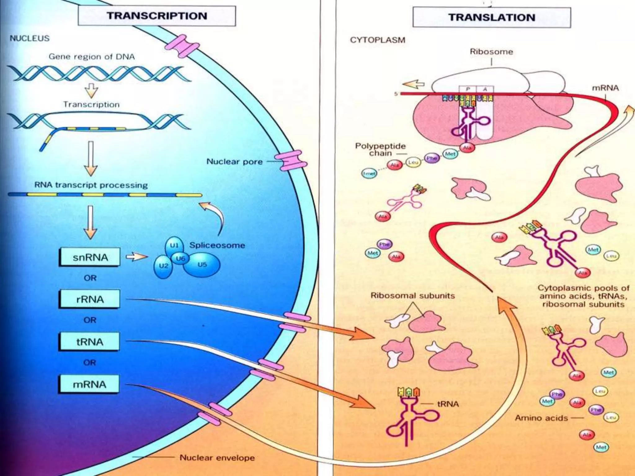 Transcription of DNA | PPTX