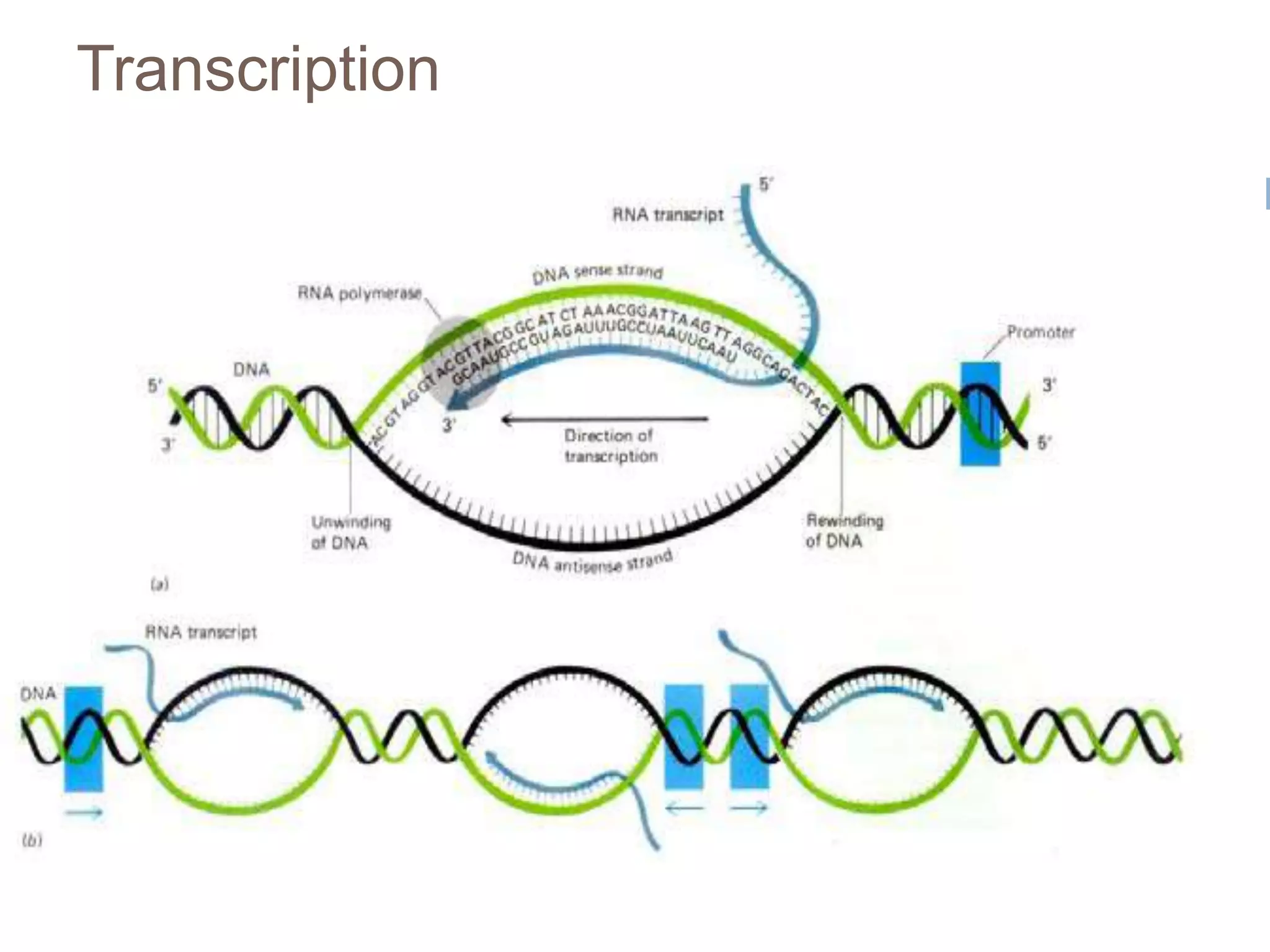 Transcription of DNA | PPTX