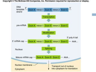 Transcription And Translation Flowchart