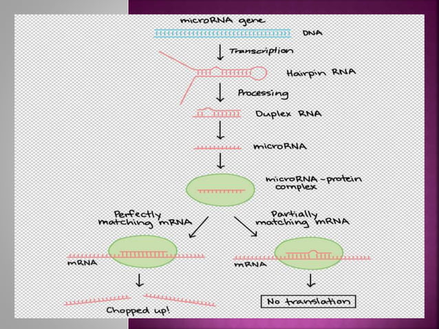 Transcription | PPT