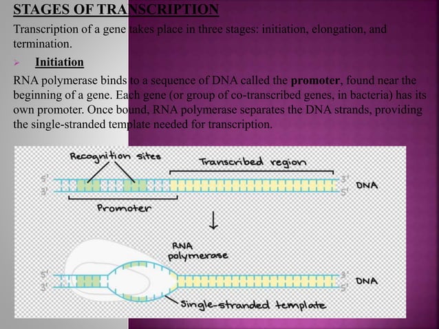 Transcription | PPT