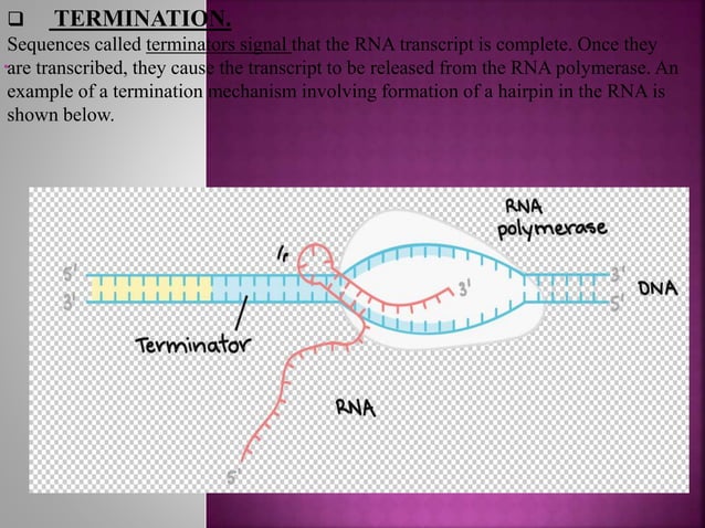 Transcription | PPT