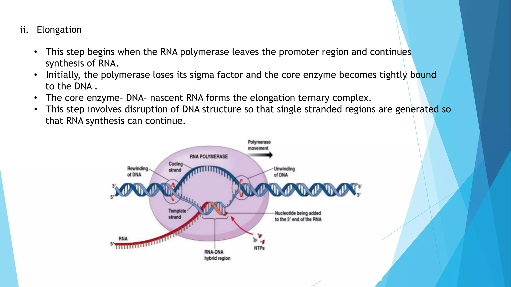 transcription.pdf