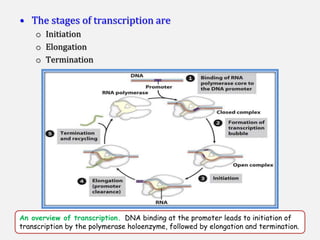 Transcription.ppt