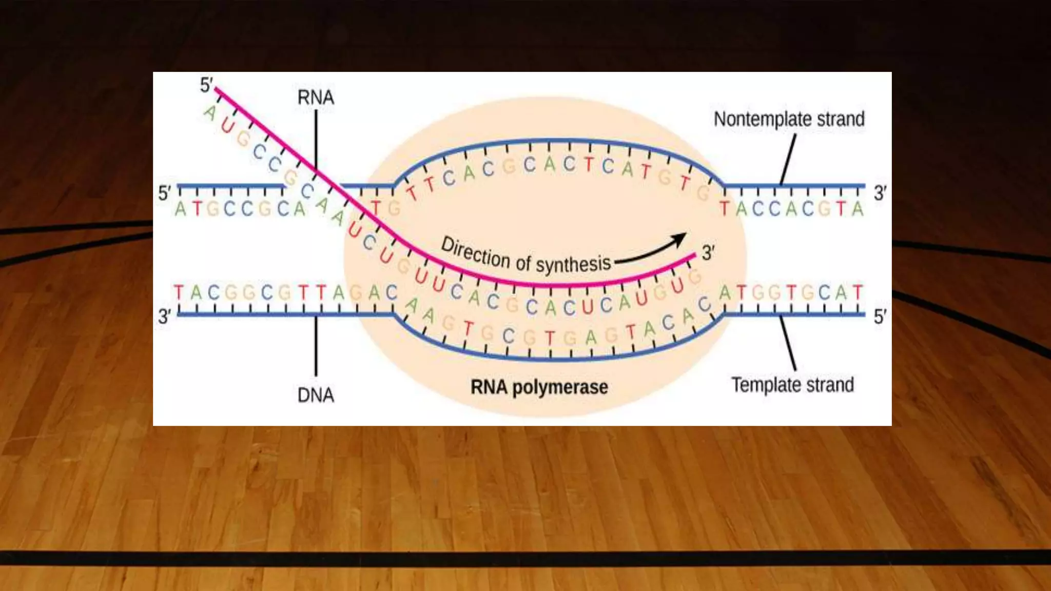 transcription.pptx