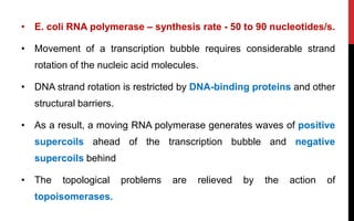 Transcription - DNA dependent RNA synthesis.pptx