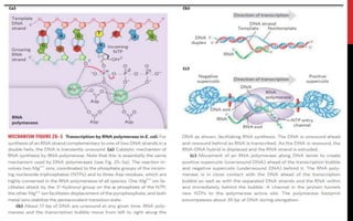 Transcription - DNA dependent RNA synthesis.pptx