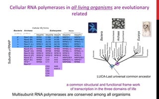 Transcription - DNA dependent RNA synthesis.pptx