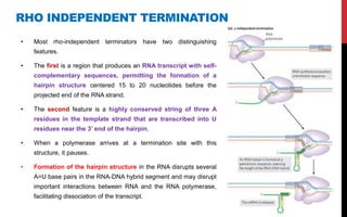 Transcription - DNA dependent RNA synthesis.pptx