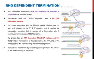 Transcription - DNA dependent RNA synthesis.pptx