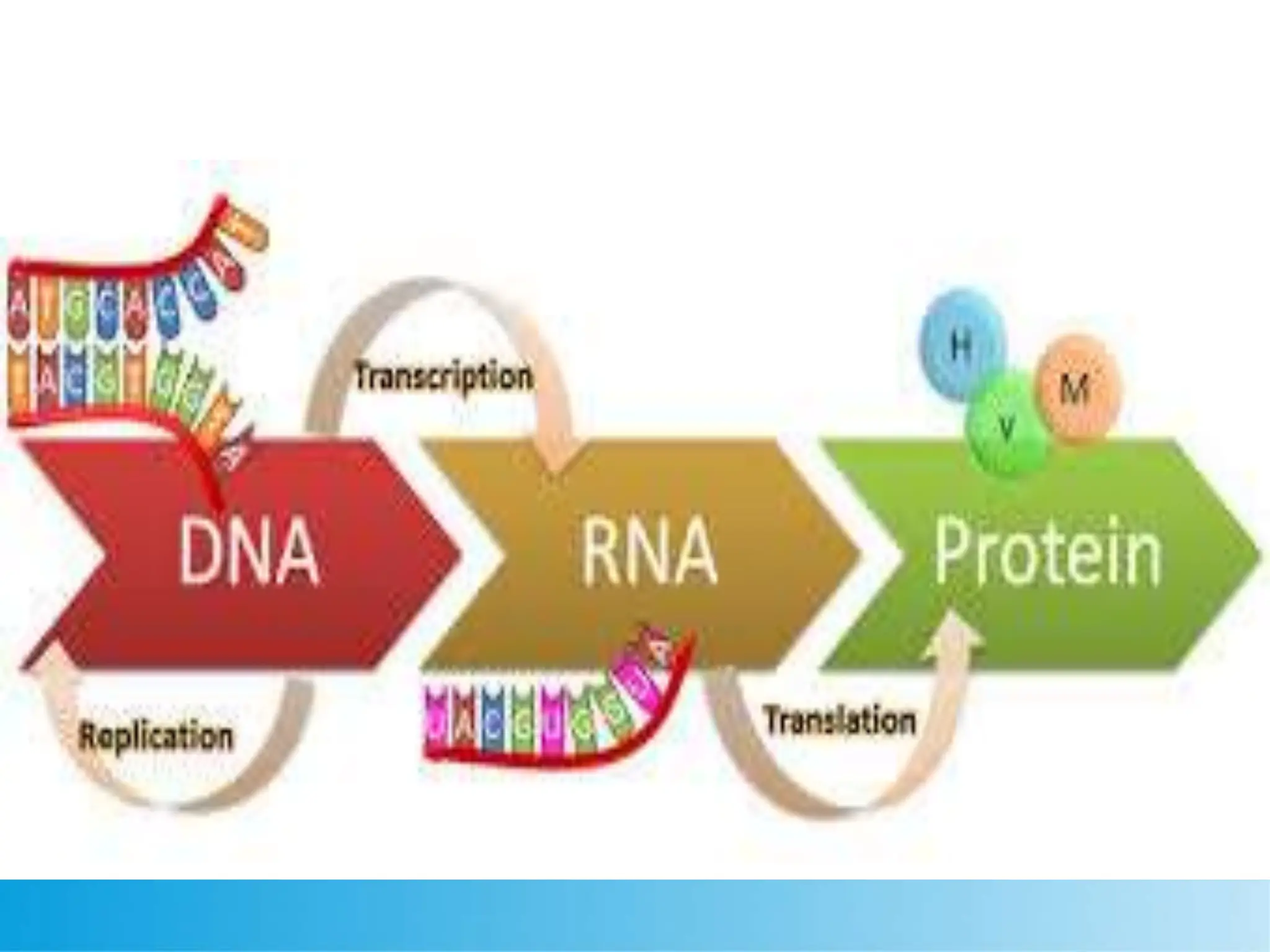 Transcripti on.pptx | Programming Languages | Computing