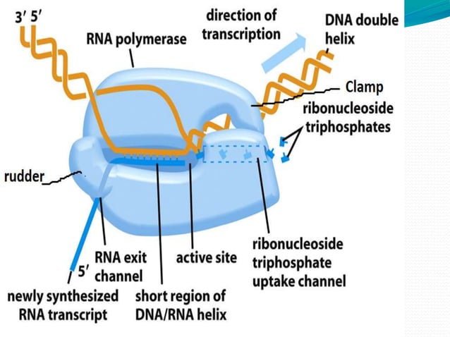 Transcripti on.pptx | Programming Languages | Computing