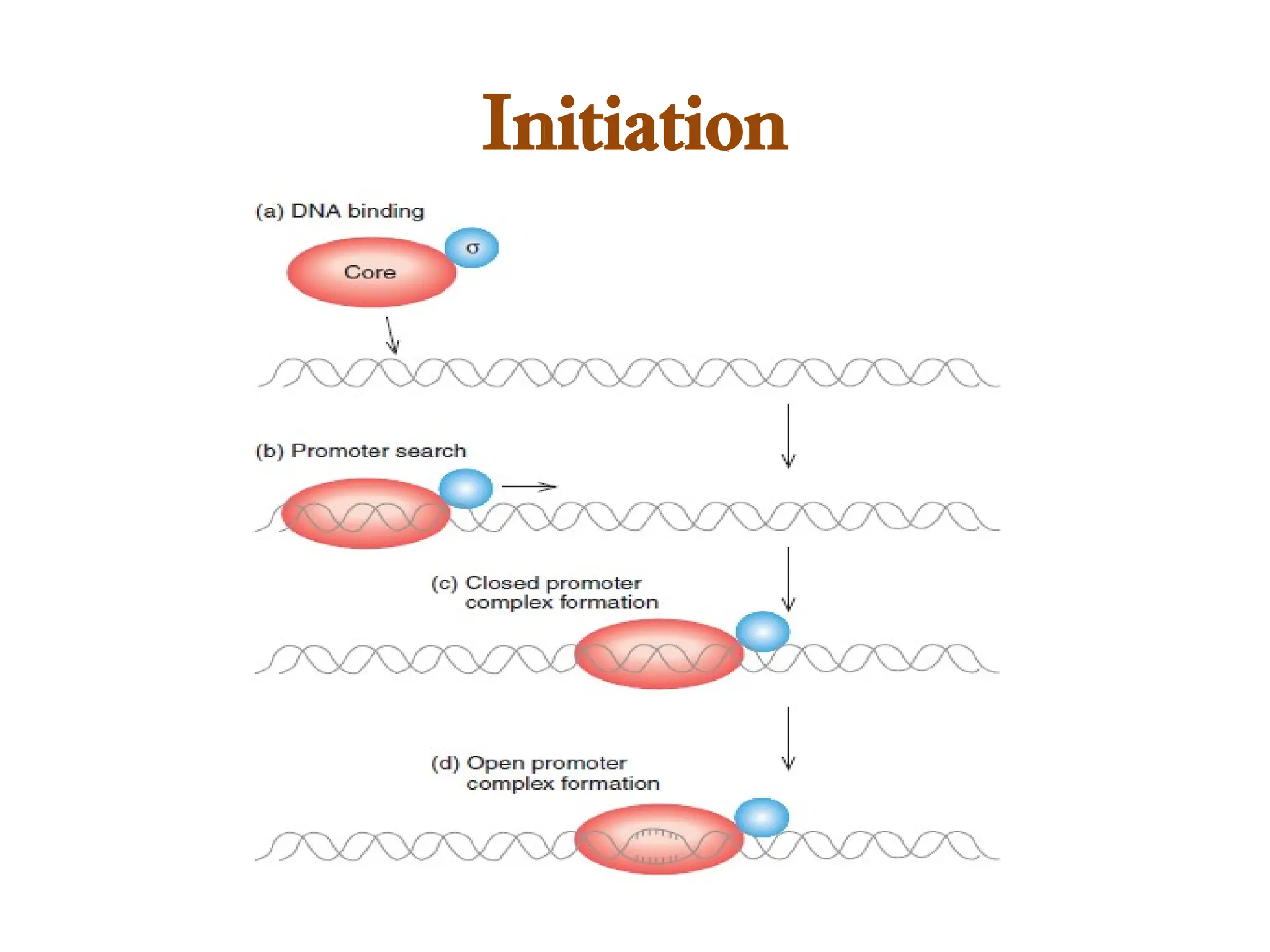 Transcription process explained ppt 1234 | PPT
