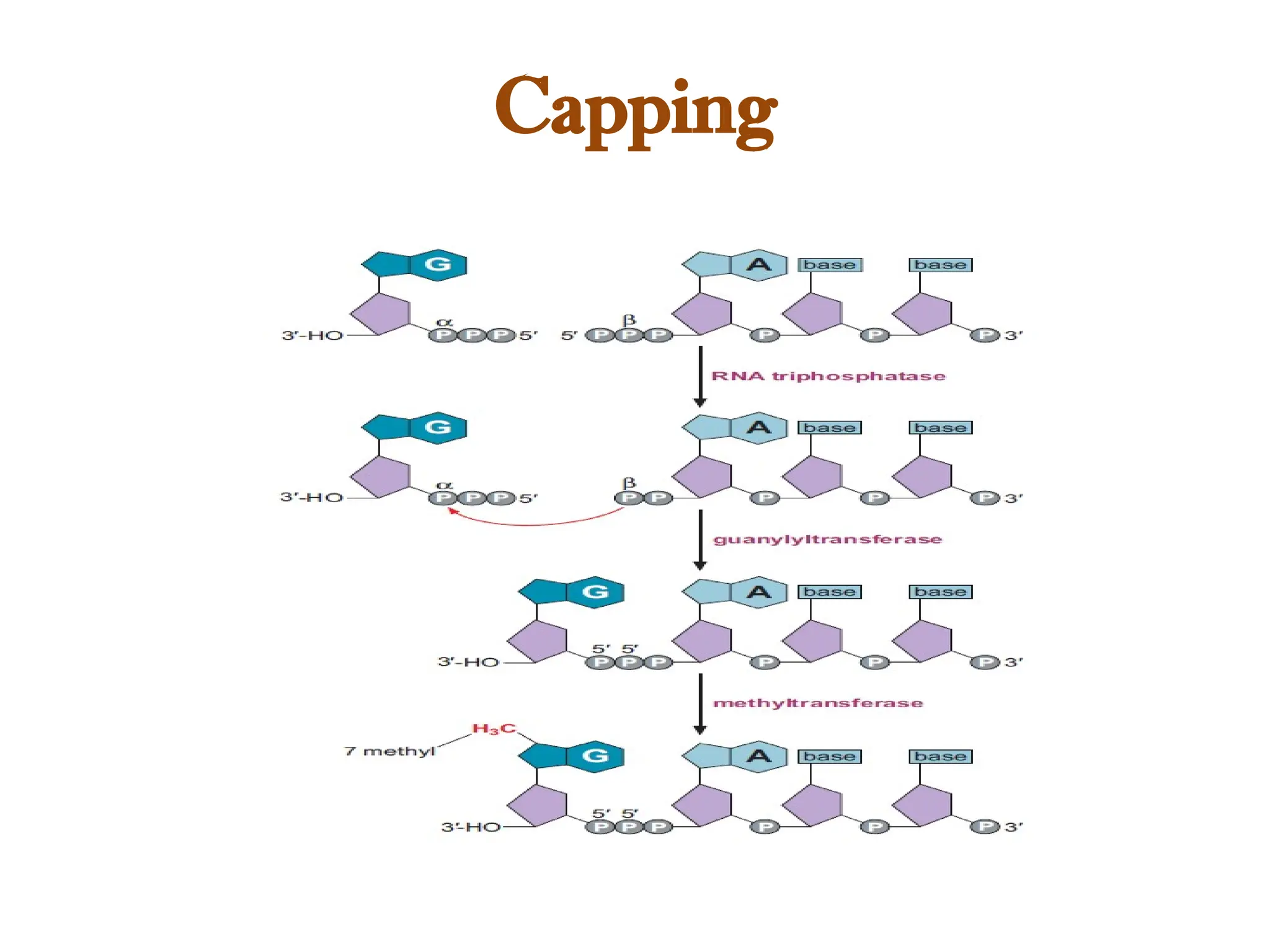 Transcription process explained ppt 1234 | PPT
