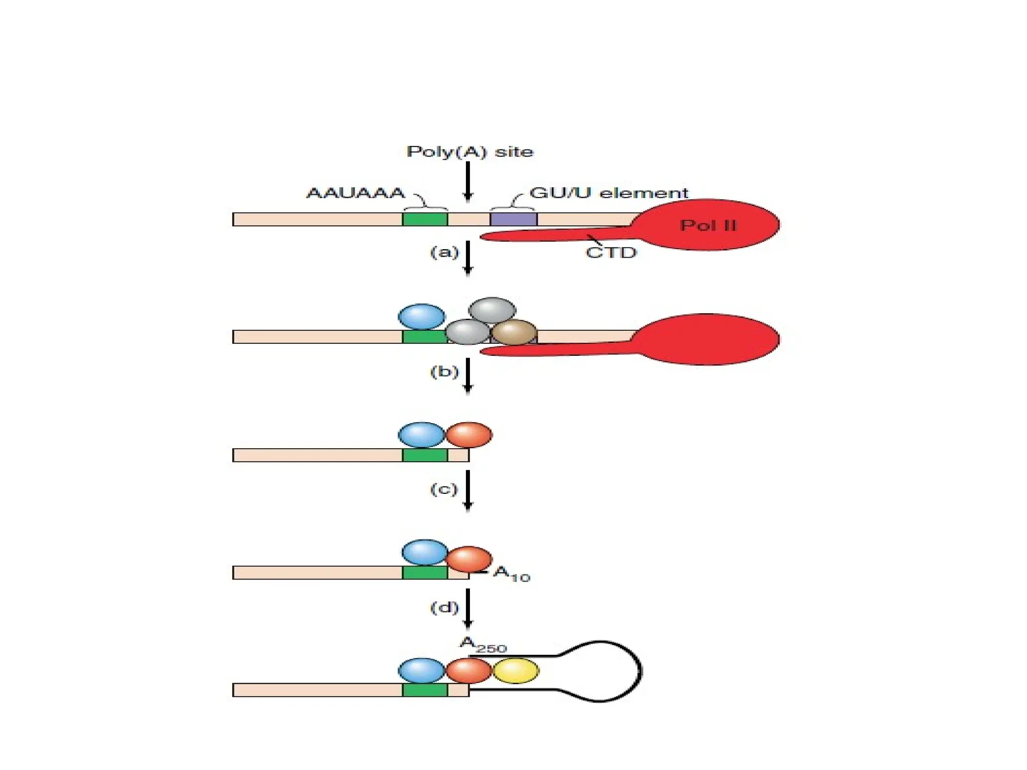 Transcription process explained ppt 1234 | PPT