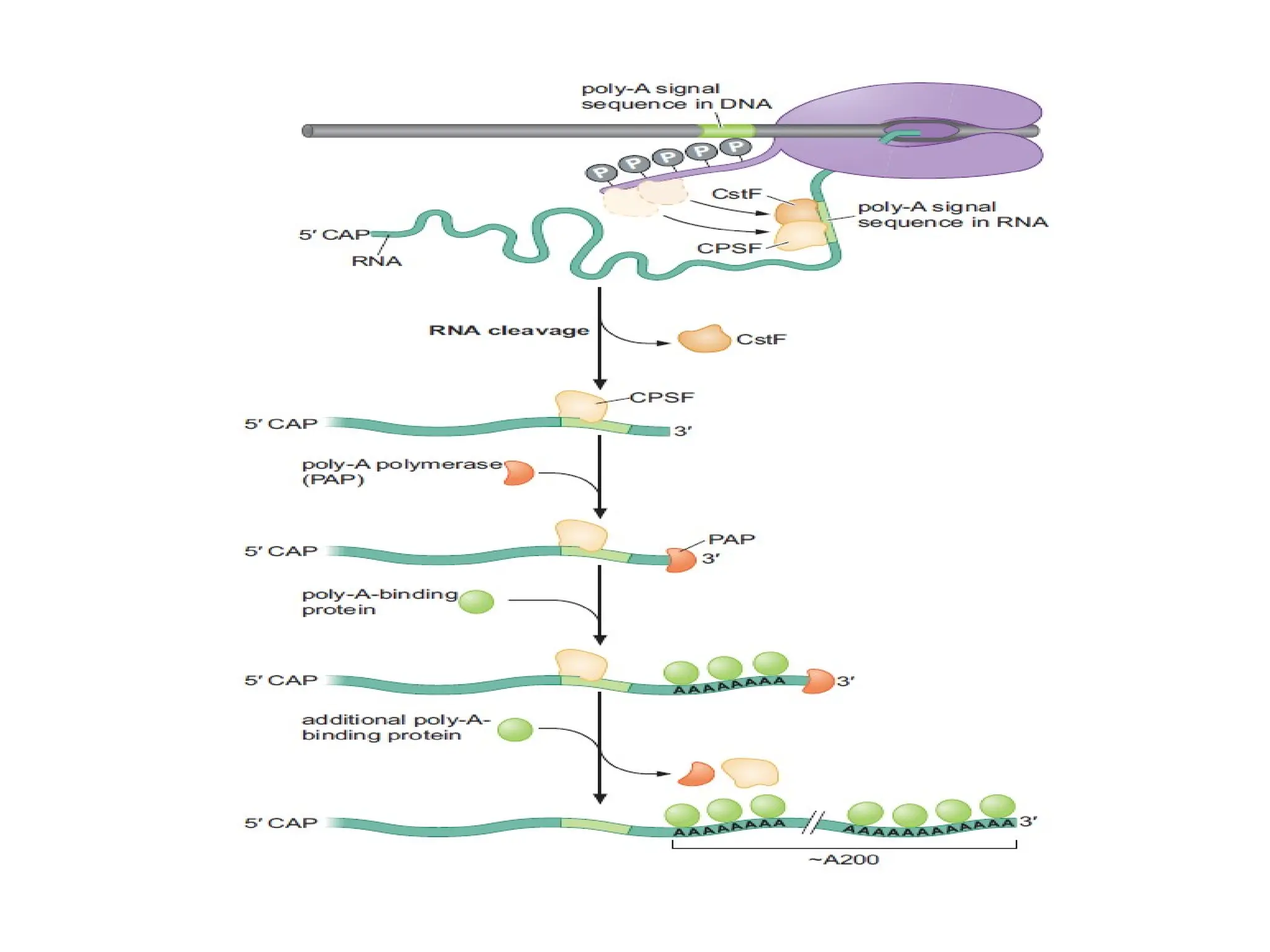 Transcription process explained ppt 1234 | PPT