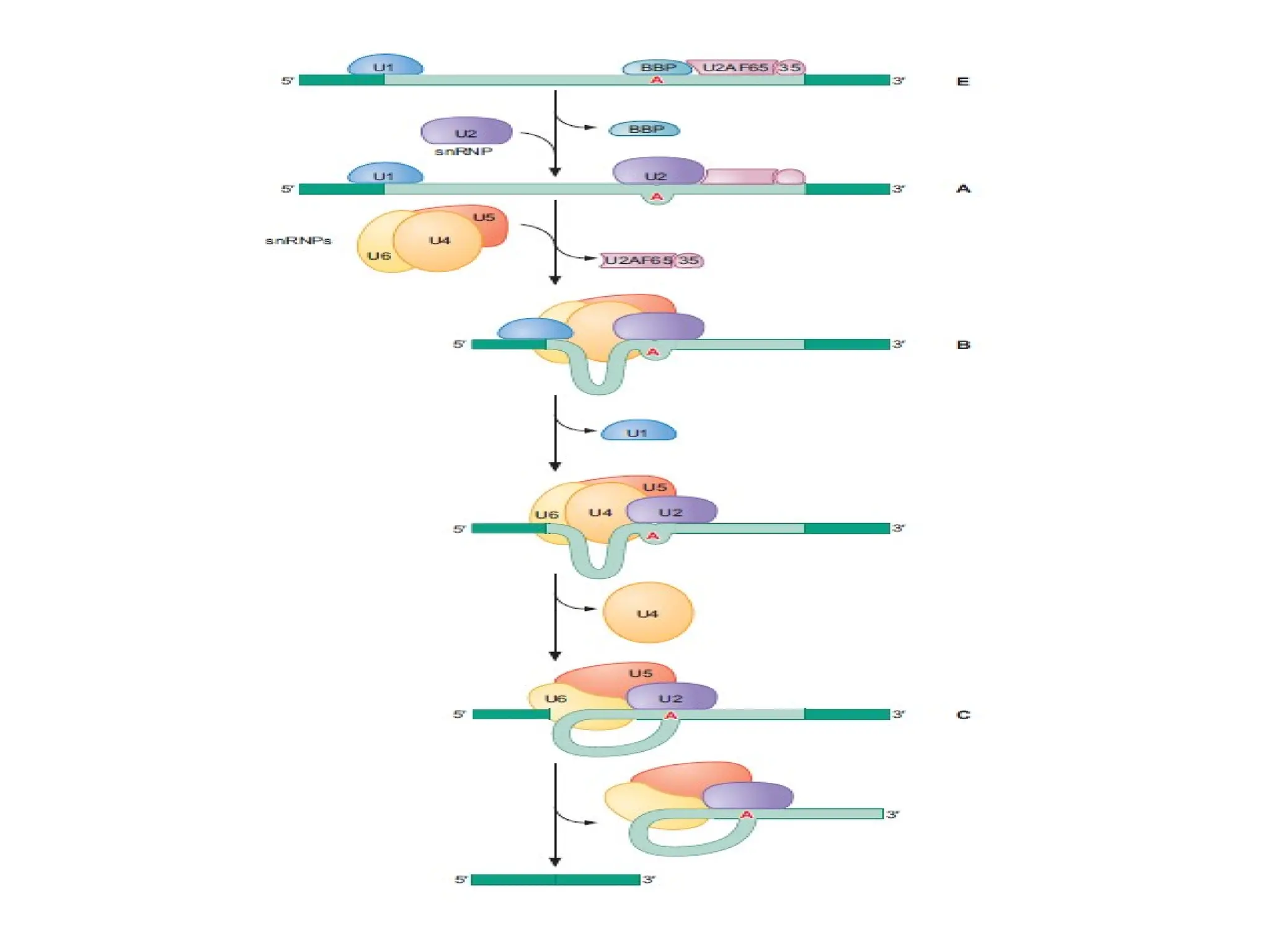 Transcription process explained ppt 1234 | PPT