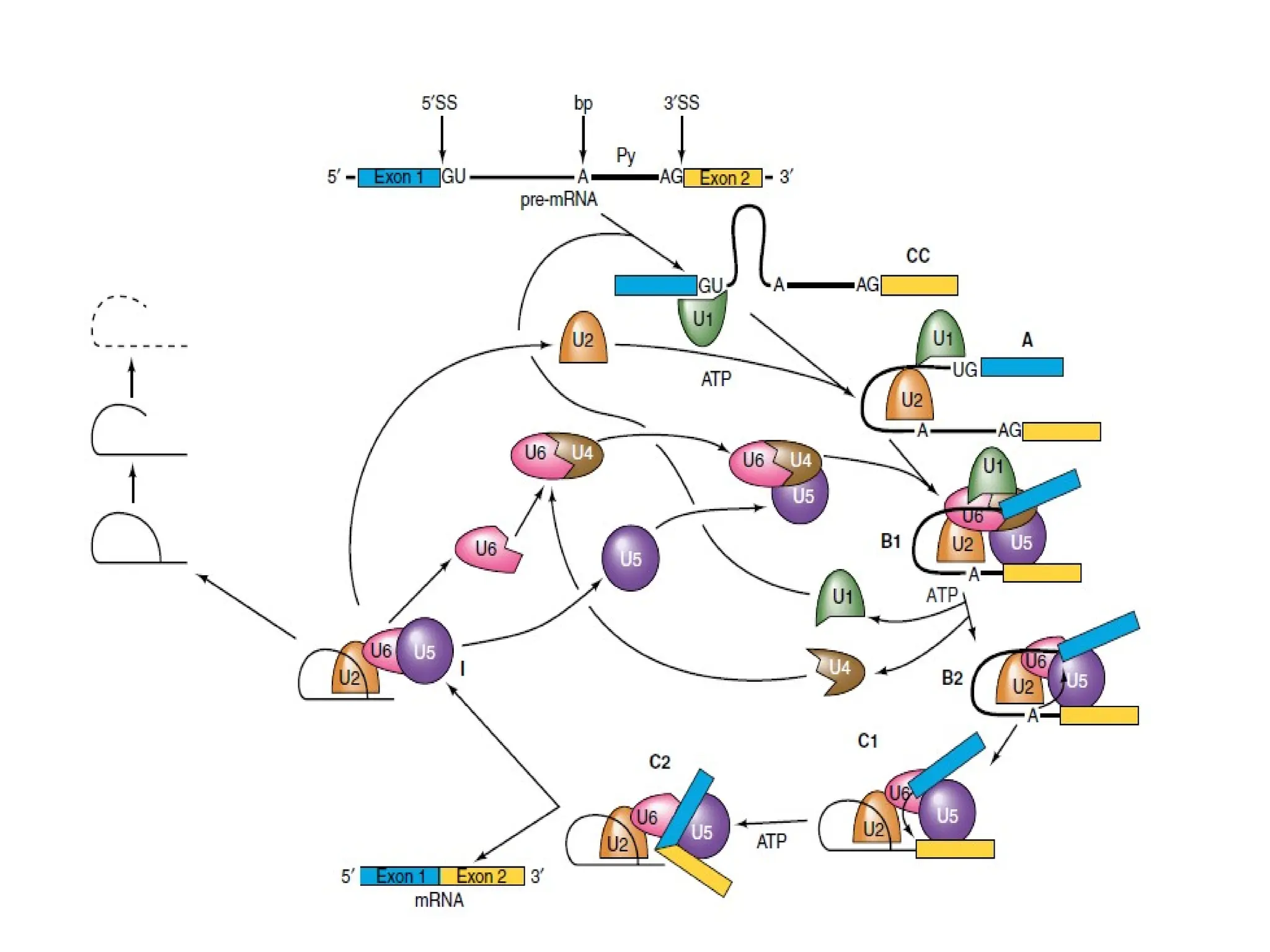Transcription process explained ppt 1234 | PPT