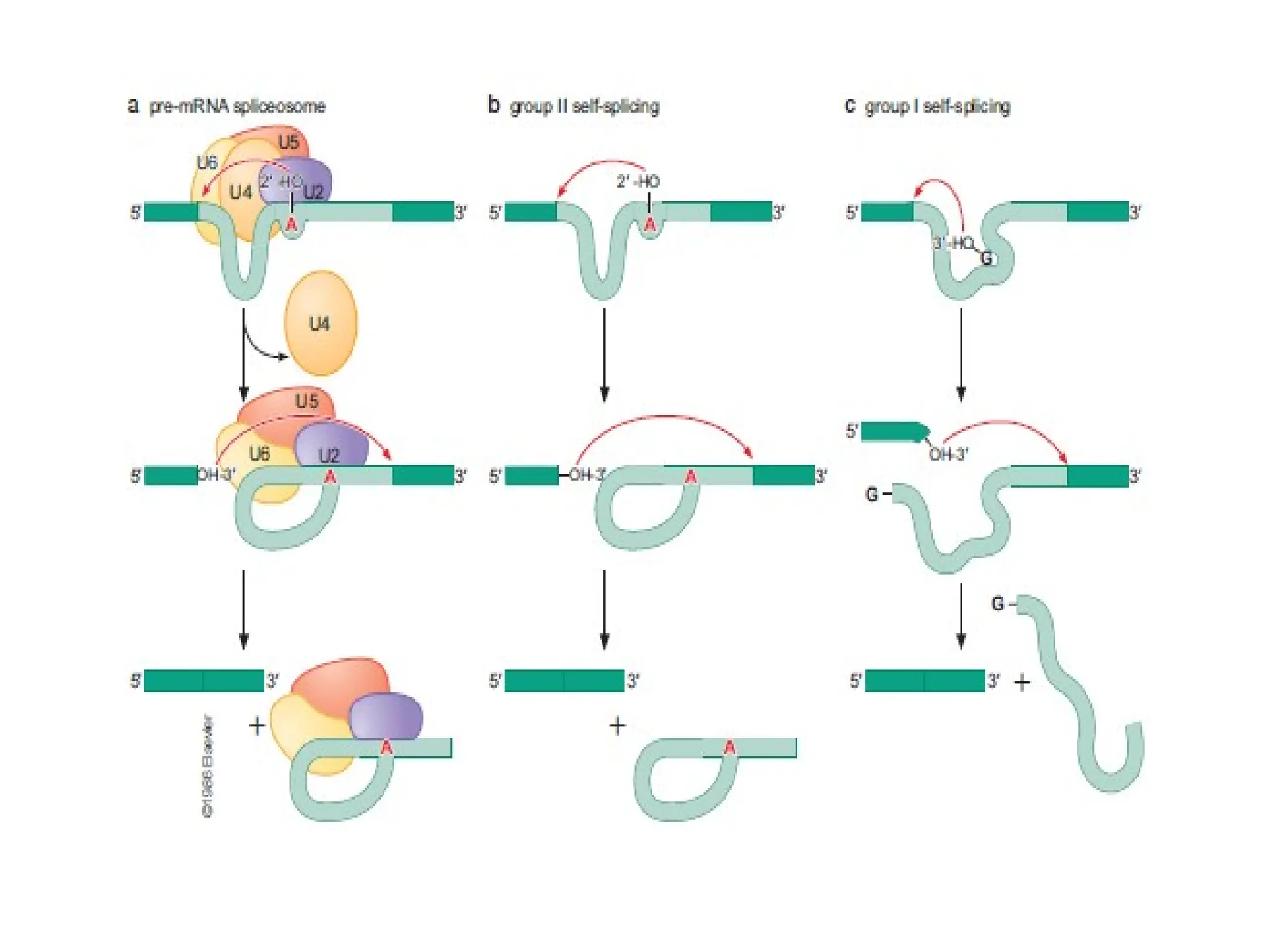 Transcription process explained ppt 1234 | PPT