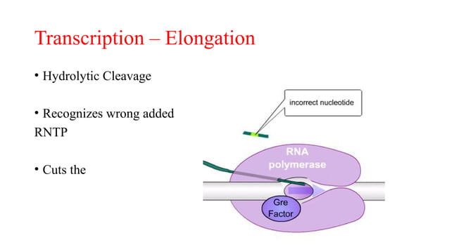 Transcription (Conversion of DNA to RNA).pptx