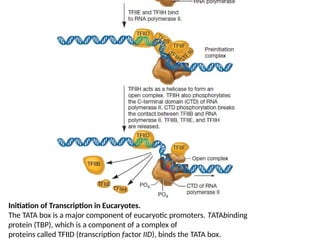 transcription in prokaryotes and eukaryotes | PPTX