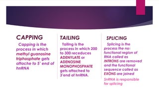 Zoology Molicular biology[Transcription] | PPT