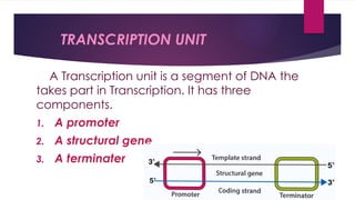 Zoology Molicular biology[Transcription] | PPT