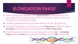 Zoology Molicular biology[Transcription] | PPT
