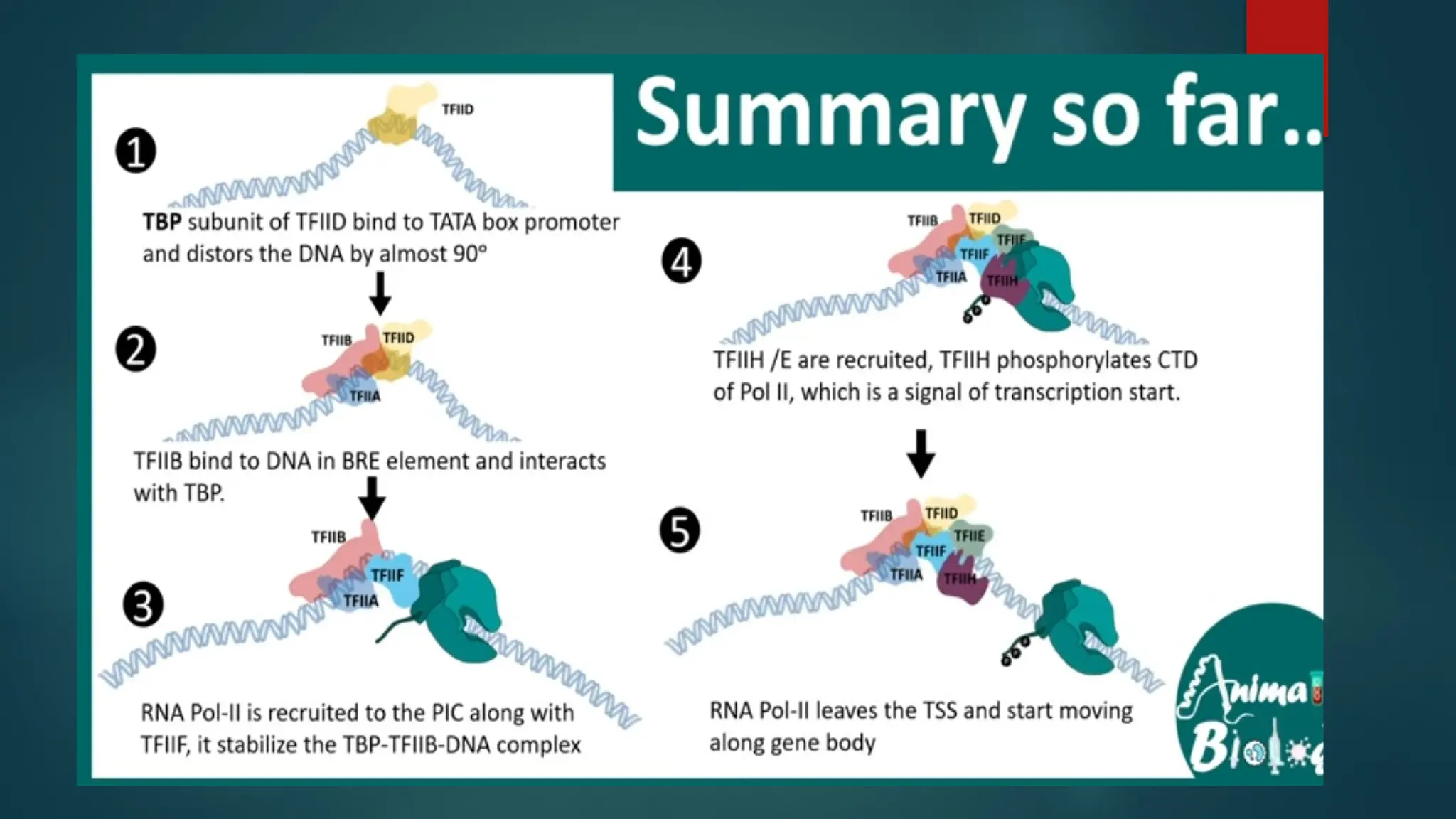 Transcription DNA to RNA, RNA polymearase.pptx