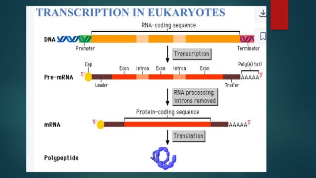 Transcription DNA to RNA, RNA polymearase.pptx