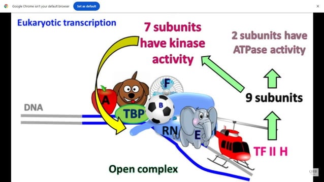 Transcription DNA to RNA, RNA polymearase.pptx