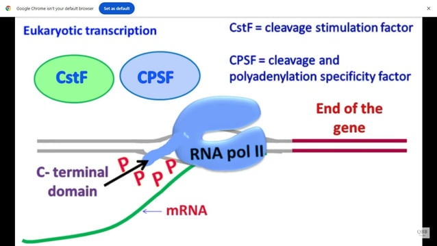 Transcription DNA to RNA, RNA polymearase.pptx