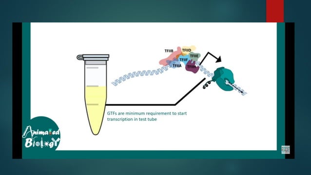 Transcription DNA to RNA, RNA polymearase.pptx