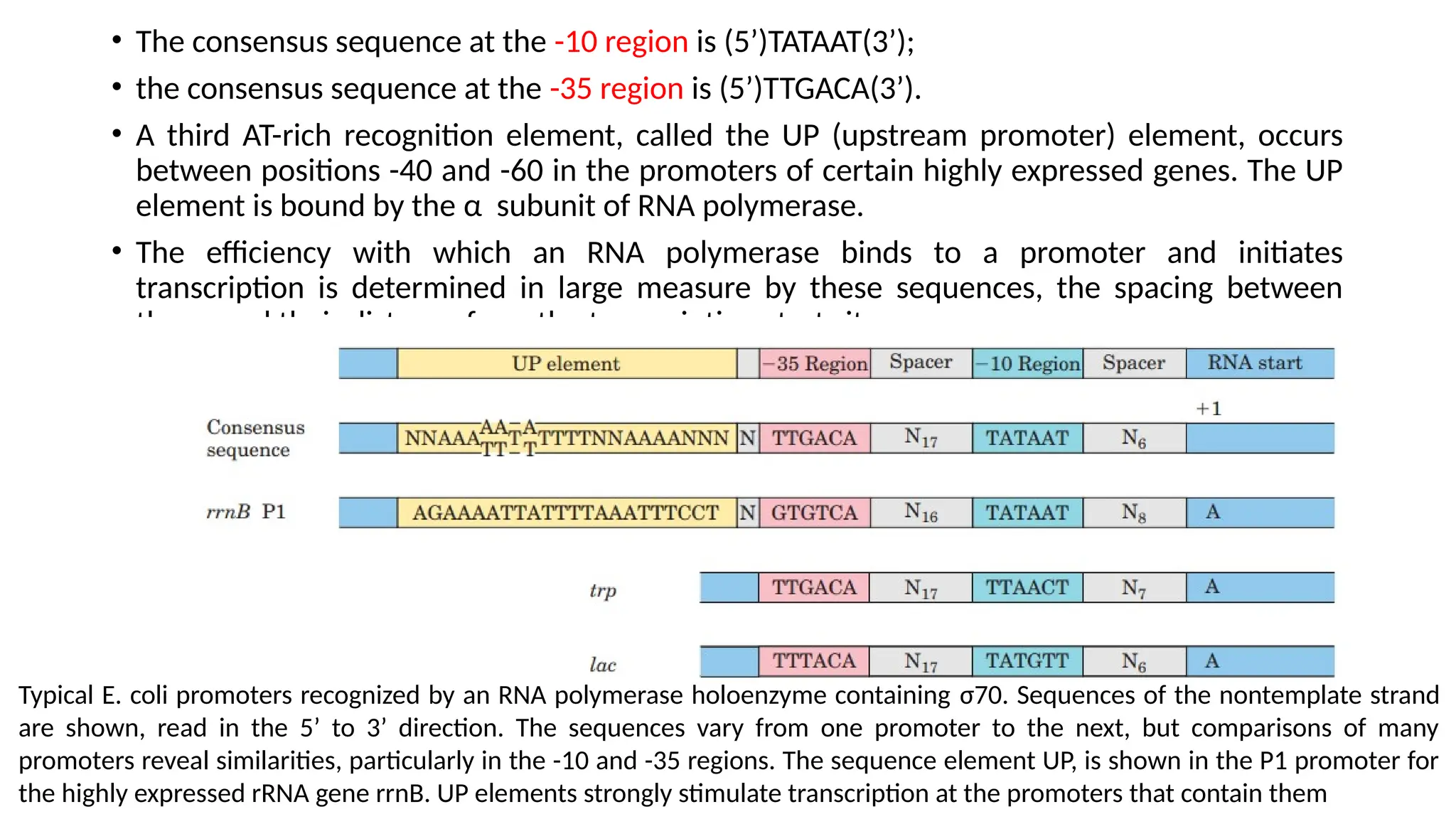 transcription in the nucleus of cells.pptx