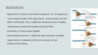 Transcription in Prokaryotes and Eukaryotes.pptx
