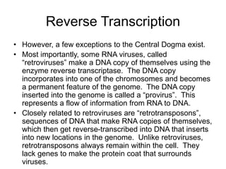 Transcription-and-Translation.ppt