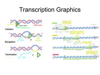 Transcription and Translation process .. | PPT