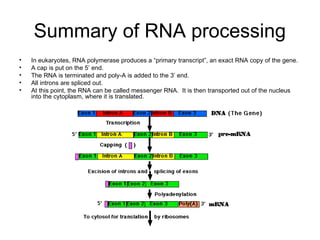 Transcription and Translation process .. | PPT