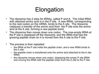 Transcription and Translation process .. | PPT