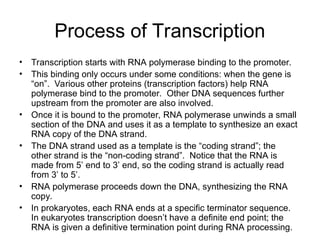 Transcription and Translation process .. | PPT