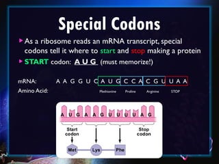 Transcription-and-Translation Science 10.pptx