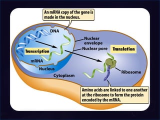 Transcription-and-Translation Science 10.pptx