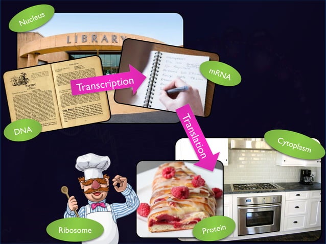 Transcription-and-Translation Science 10.pptx