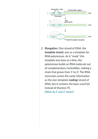 Transcription- an overview of DNA transcription (article) | Khan ...
