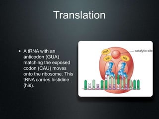 transcription-translation.ppt | Programming Languages | Computing