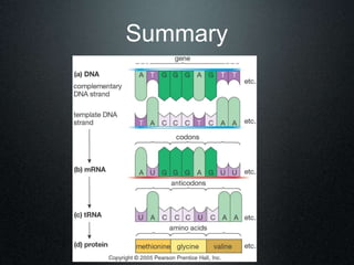 transcription-translation.ppt | Programming Languages | Computing