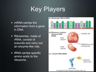 transcription-translation.ppt