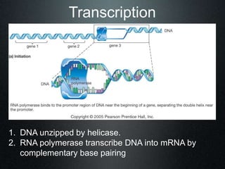 transcription-translation.ppt