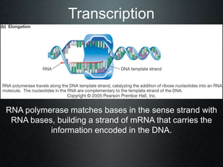 transcription-translation.ppt
